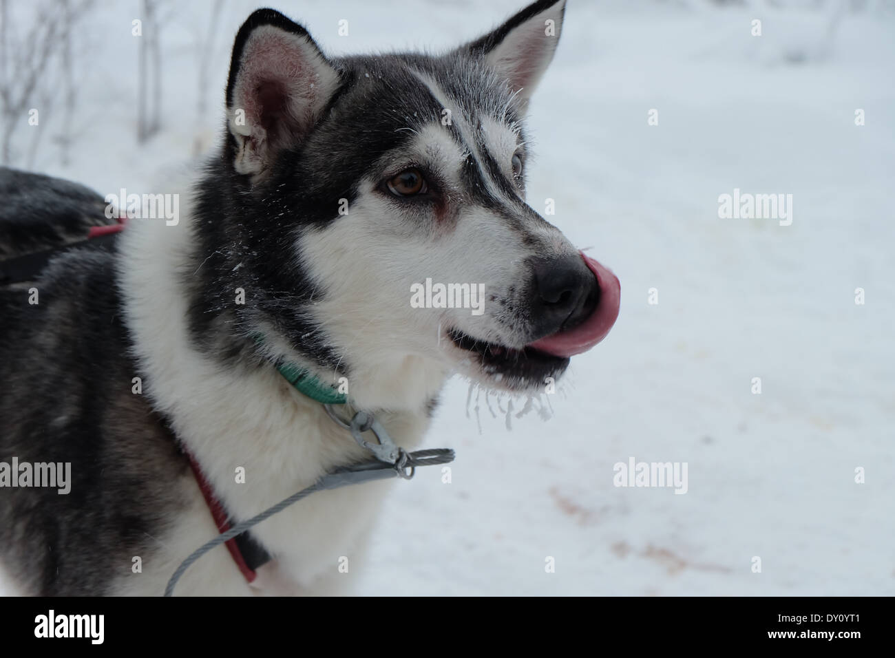 Husky dog licking nose Stock Photo - Alamy