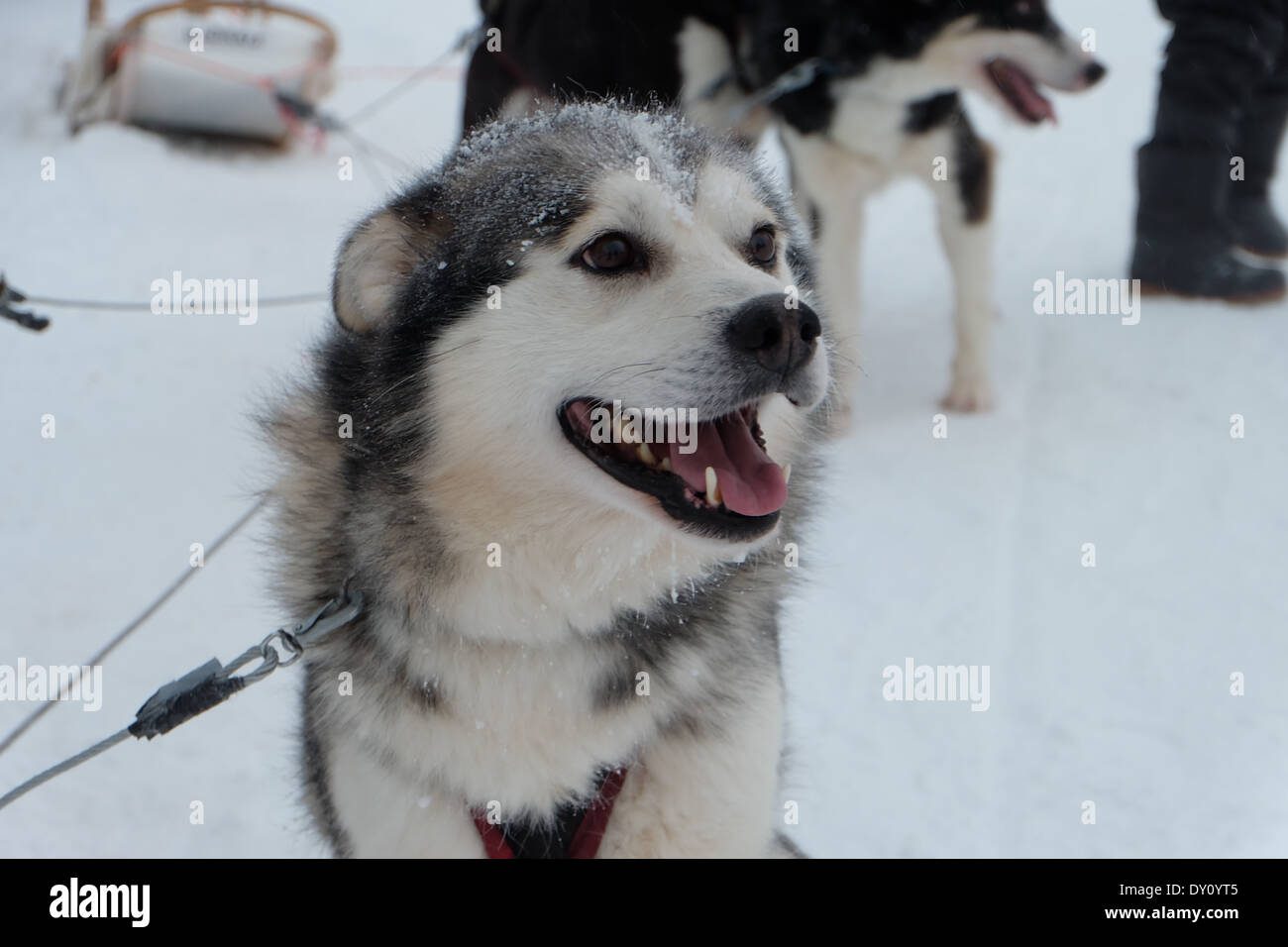Happy husky hi-res stock photography and images - Alamy
