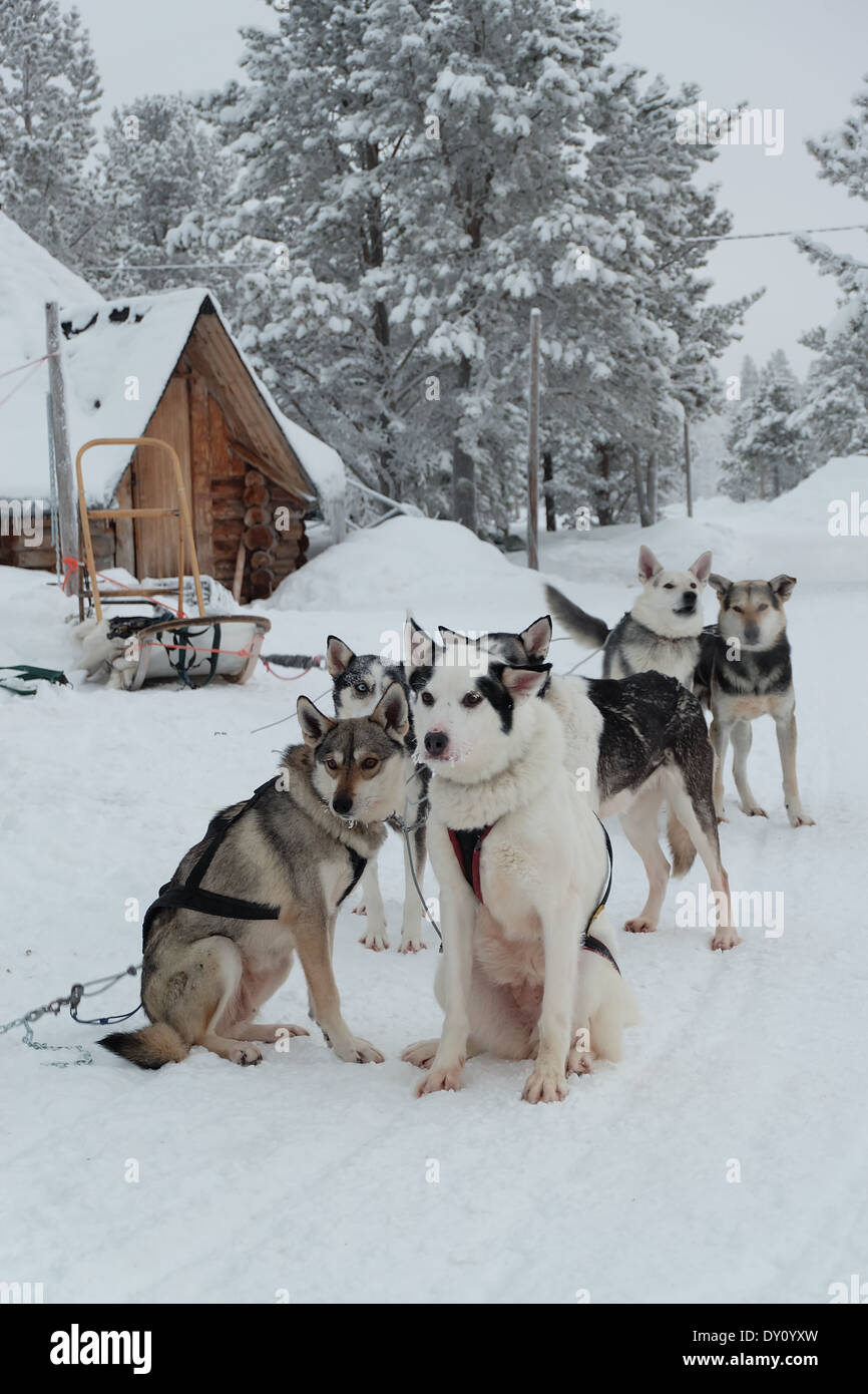 Husky sledge hi-res stock photography and images - Alamy