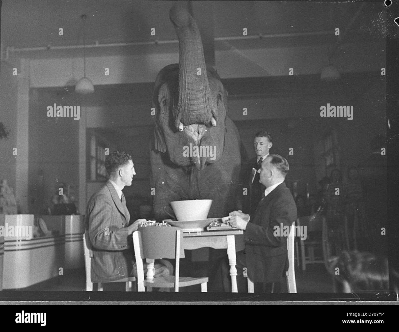 In this playful photograph from 1939, an 'Elephant’s Tea Party' takes ...