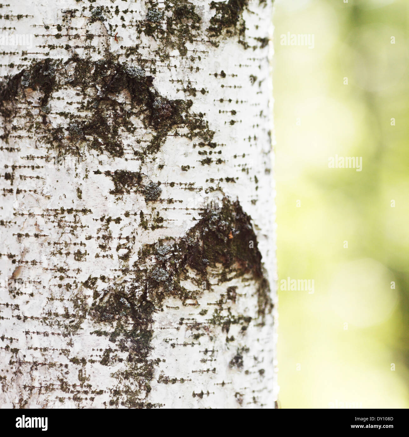 Texture of birch bark close-up Stock Photo - Alamy