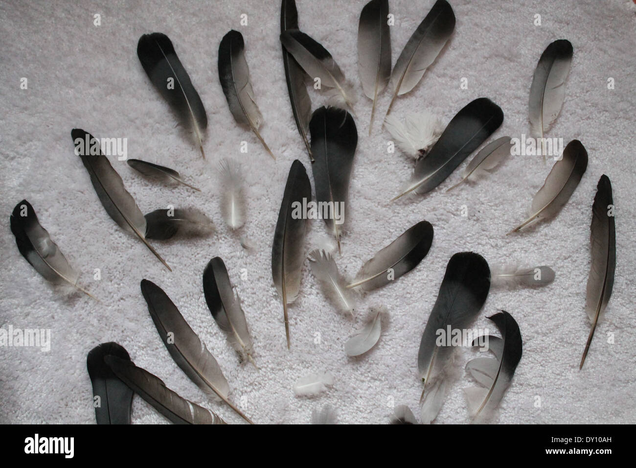 gray dove feathers lay on the white Stock Photo - Alamy