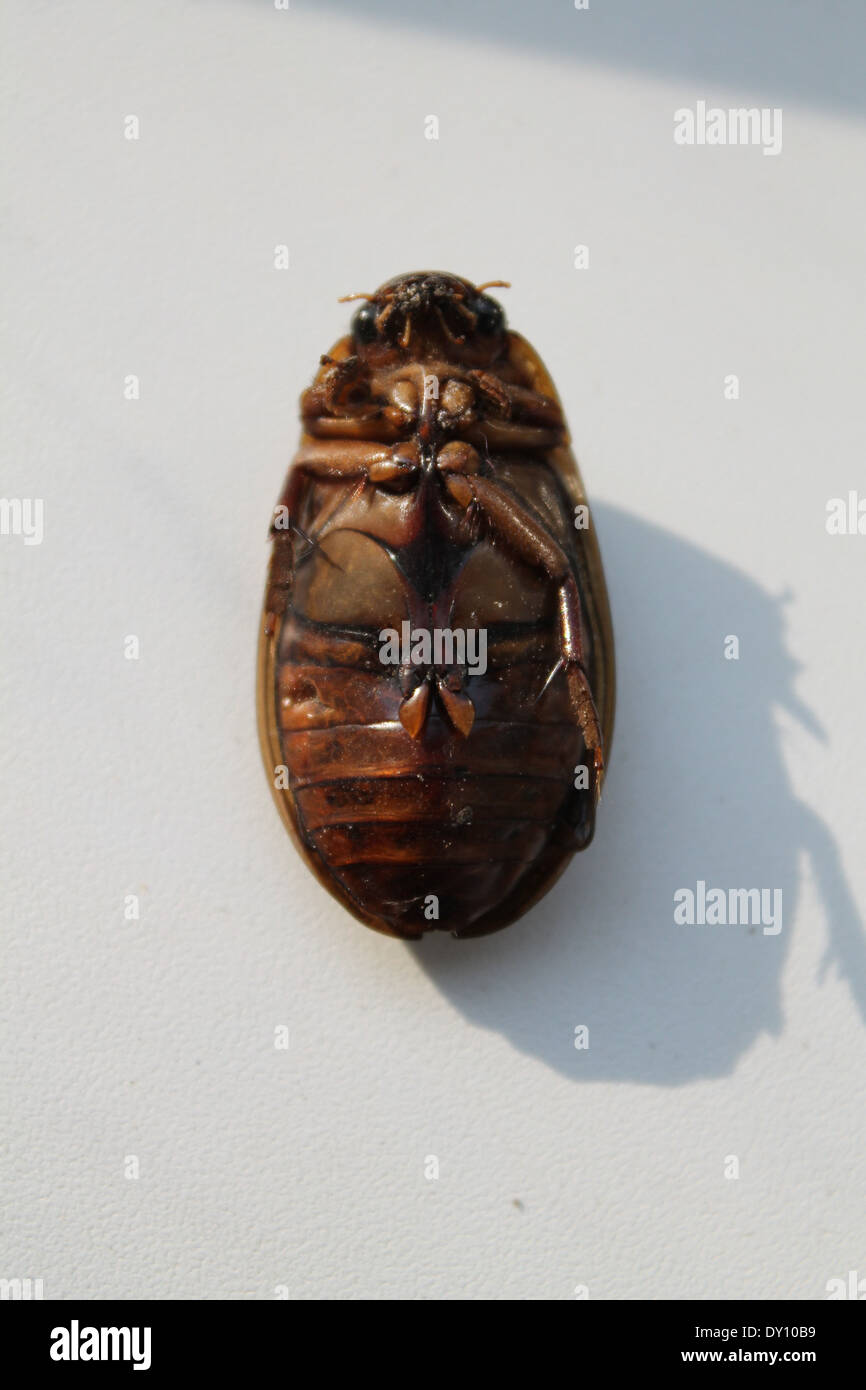 big brown fat big bug lay on the back Stock Photo - Alamy