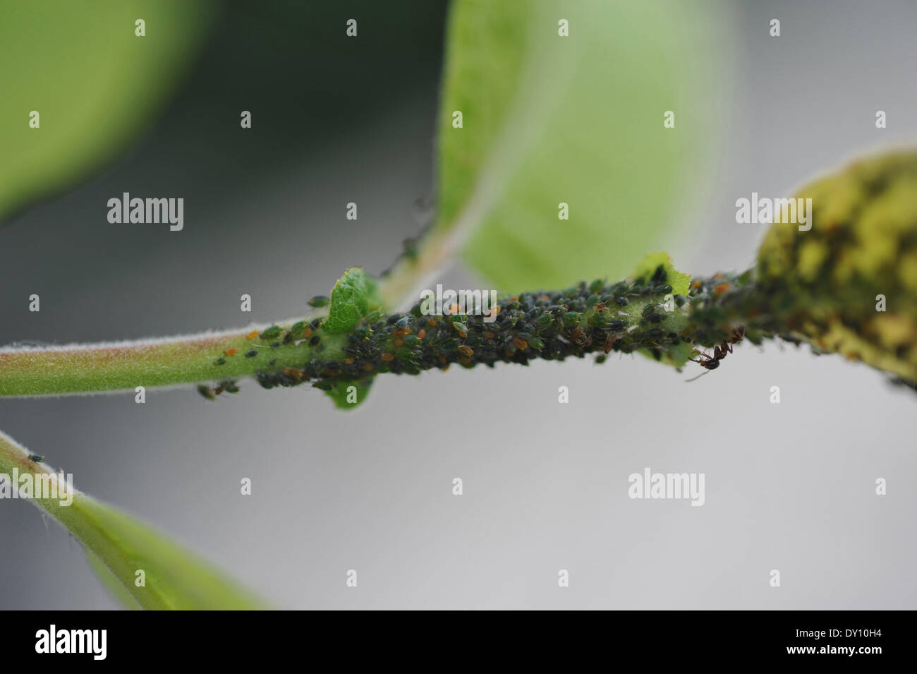 Plant louses and ants on a plant (detail Stock Photo - Alamy