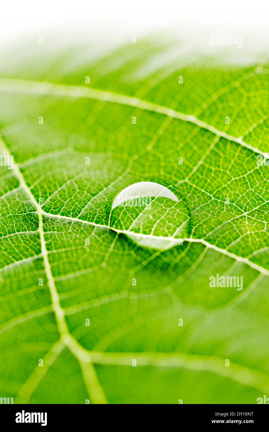 One natural water drop hi-res stock photography and images - Alamy