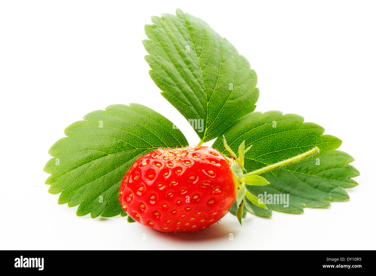 One strawberry with leaves isolated on white background Stock Photo - Alamy