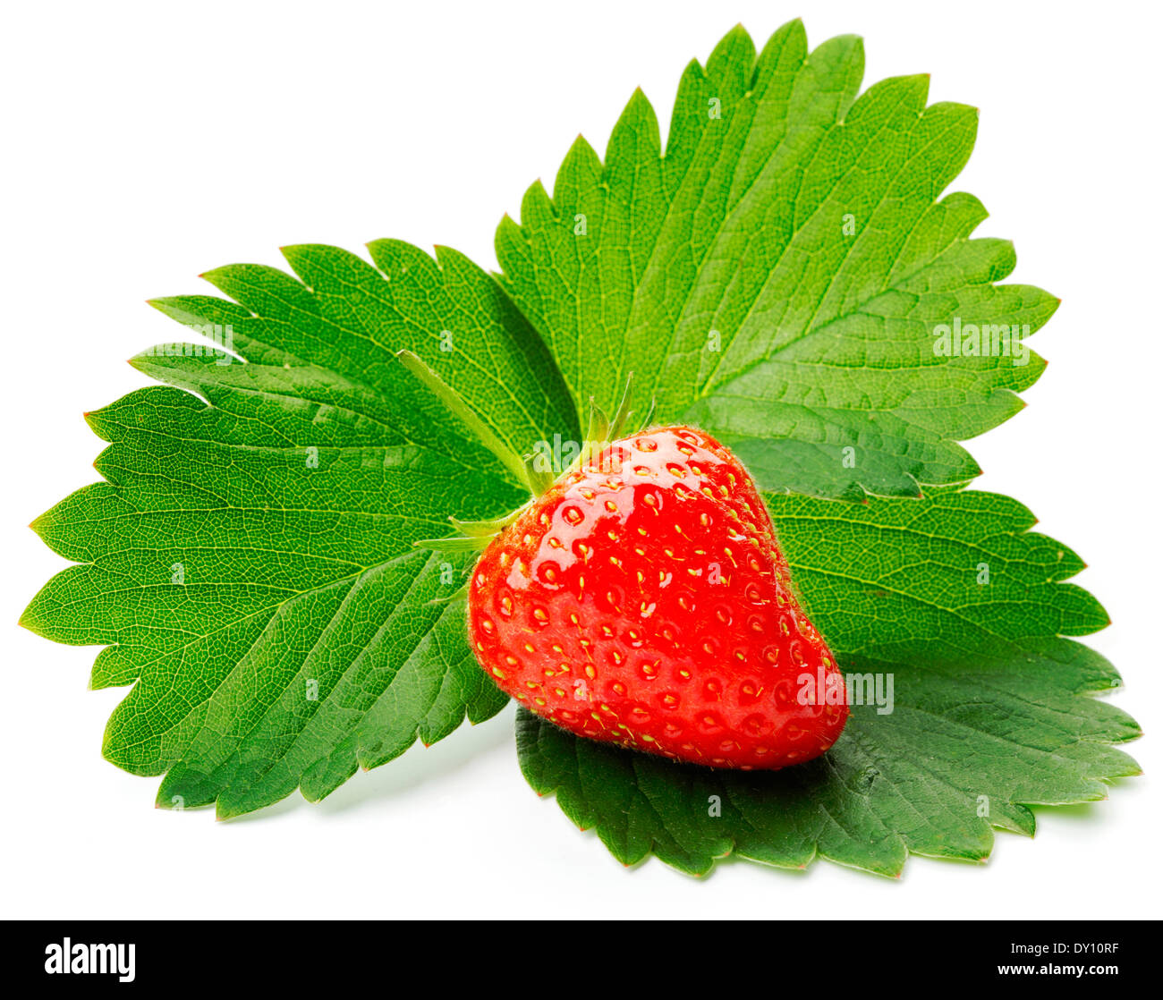 One strawberry with leaves isolated on white background Stock Photo - Alamy