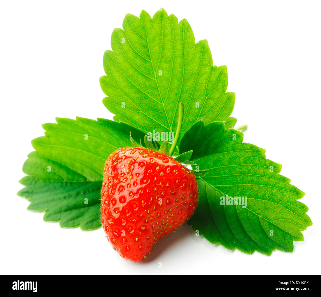 One strawberry with leaves isolated on white background Stock Photo - Alamy