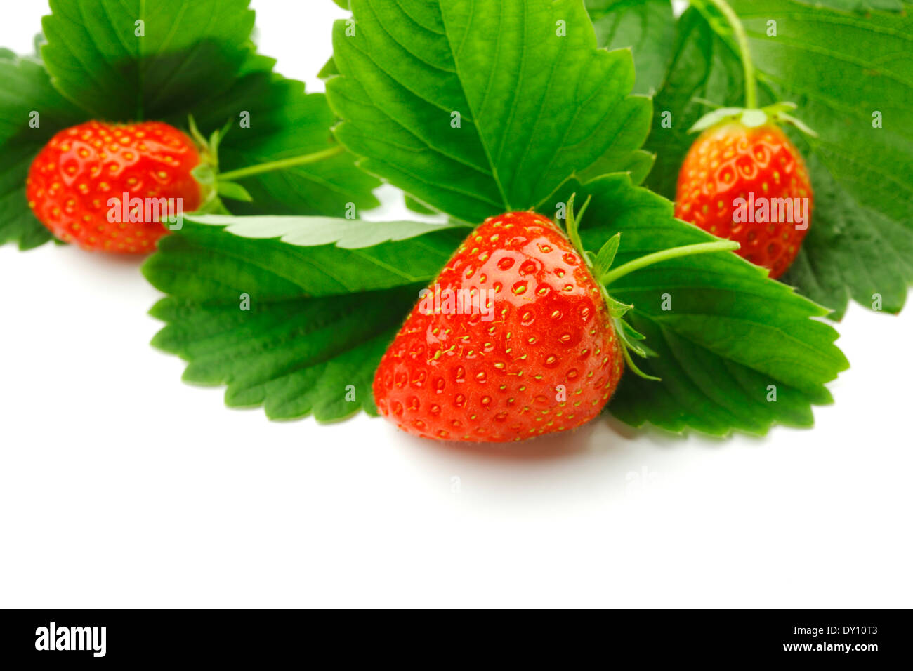 Strawberry with leaves isolated on white background Stock Photo - Alamy