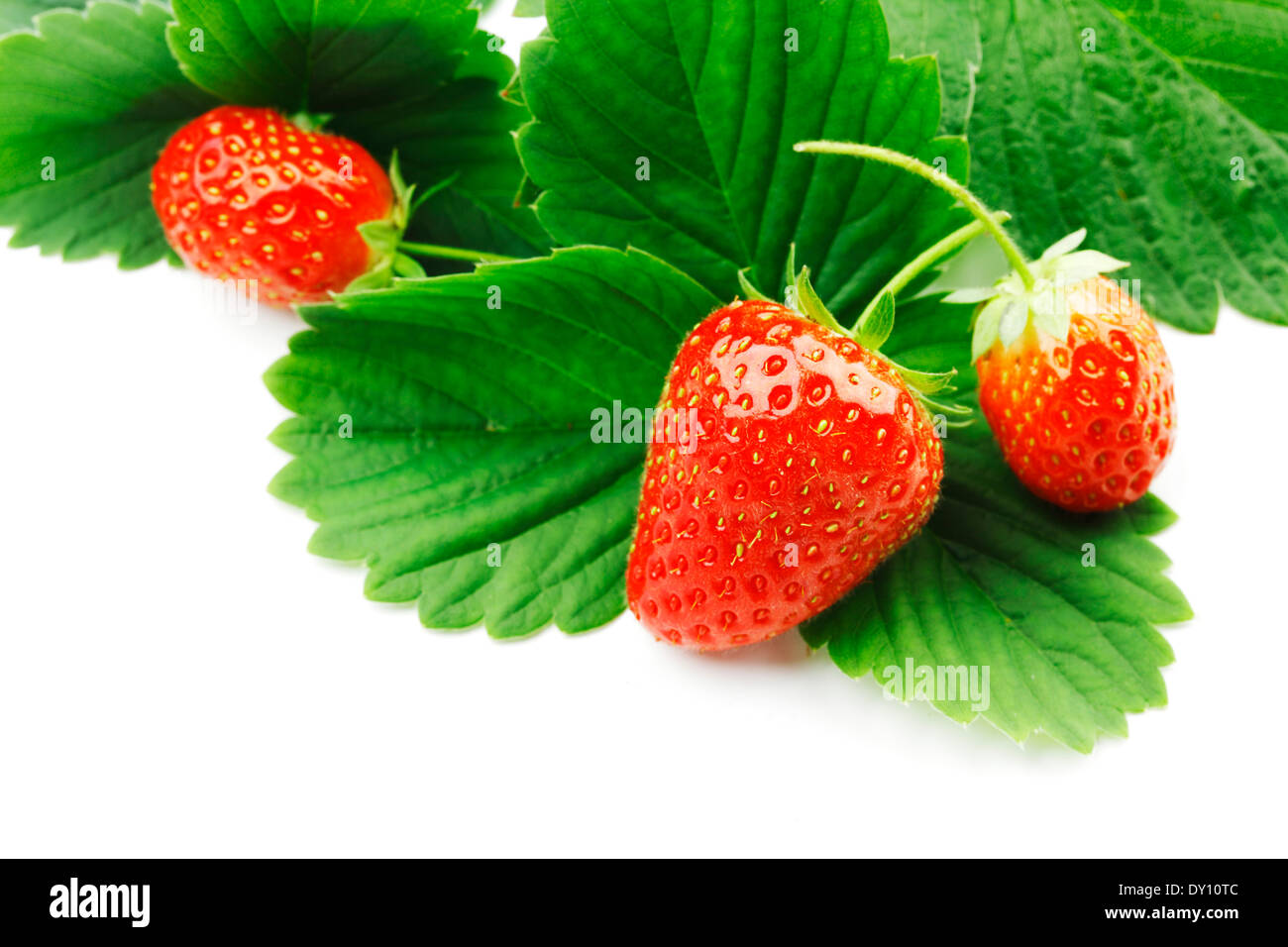 Strawberry with leaves isolated on white background Stock Photo - Alamy