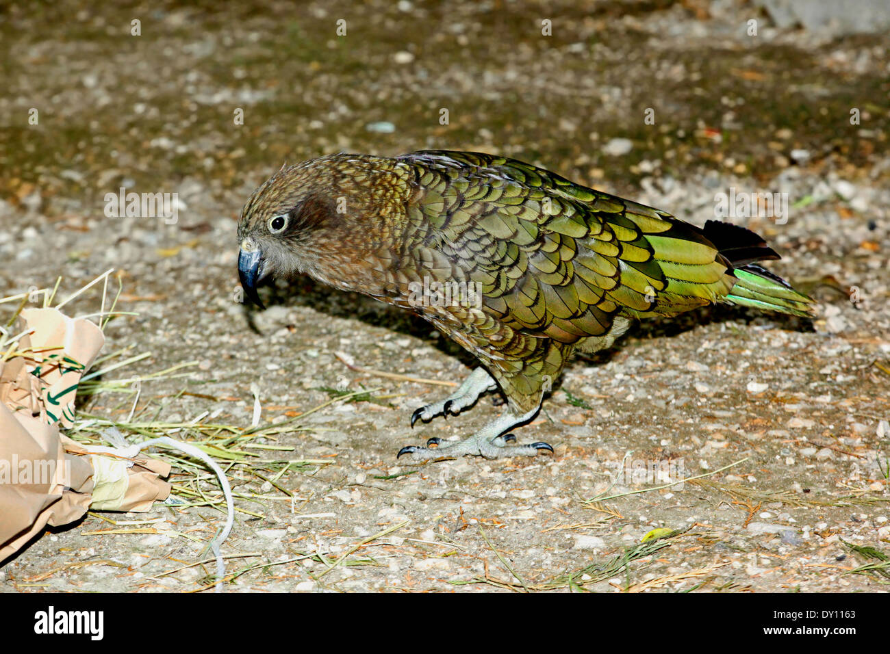 Nestor notabilis hi-res stock photography and images - Alamy