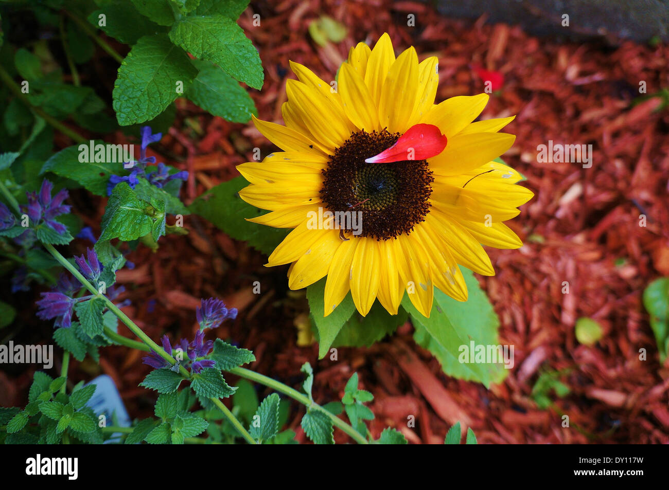 Colorful maine spring hi-res stock photography and images - Alamy