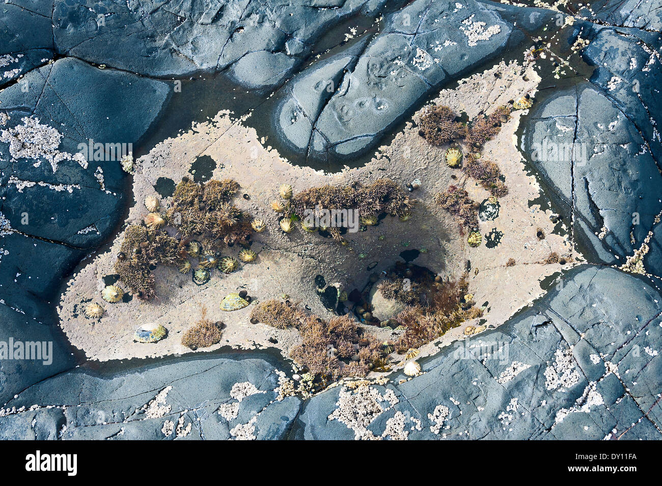 Tidal Rock Pool Closeup Amongst Rocks near Bamburgh Northumberland ...