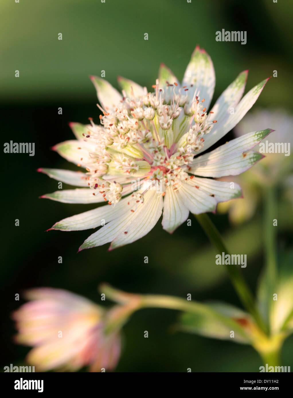 white astrantia flower Stock Photo - Alamy