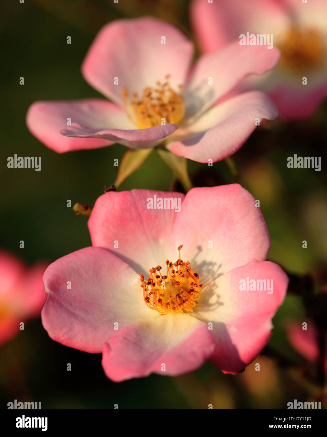 Gary rose hi-res stock photography and images - Alamy