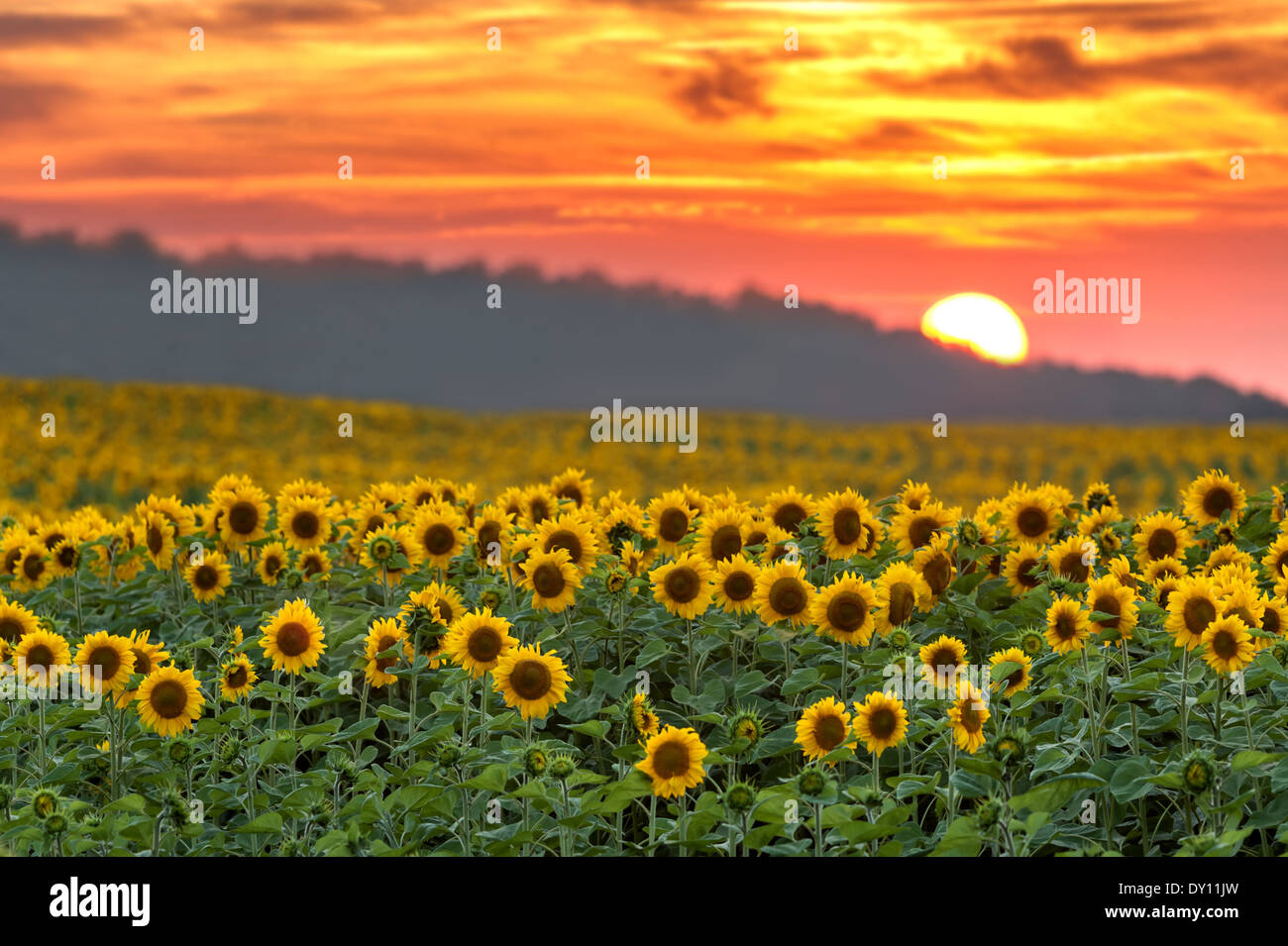 Field of orange hi-res stock photography and images - Alamy