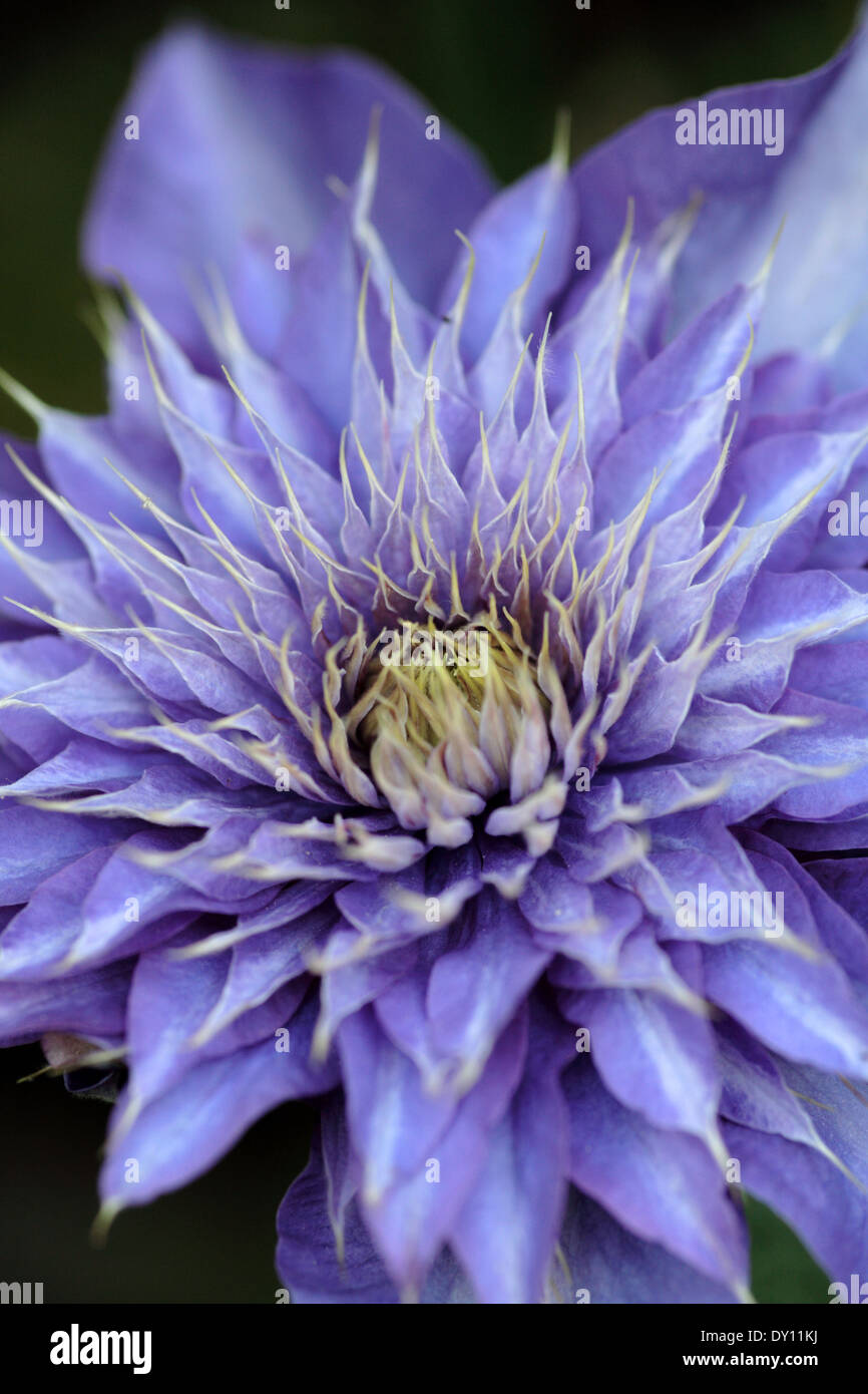Clematis flower hi-res stock photography and images - Alamy