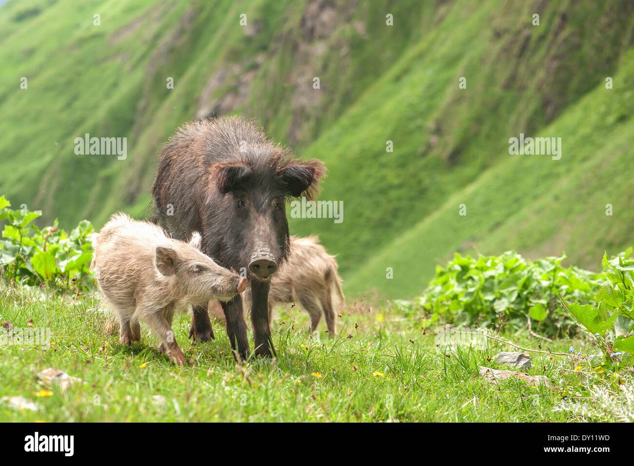 three pig on green field Stock Photo - Alamy