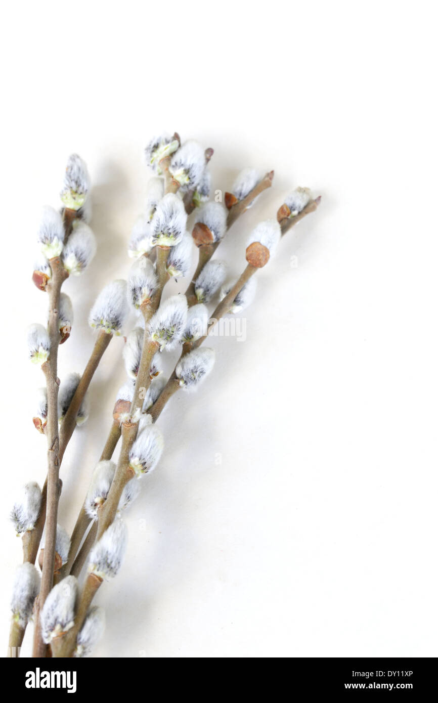 Spring flowering willow branches symbol of Easter Stock Photo - Alamy