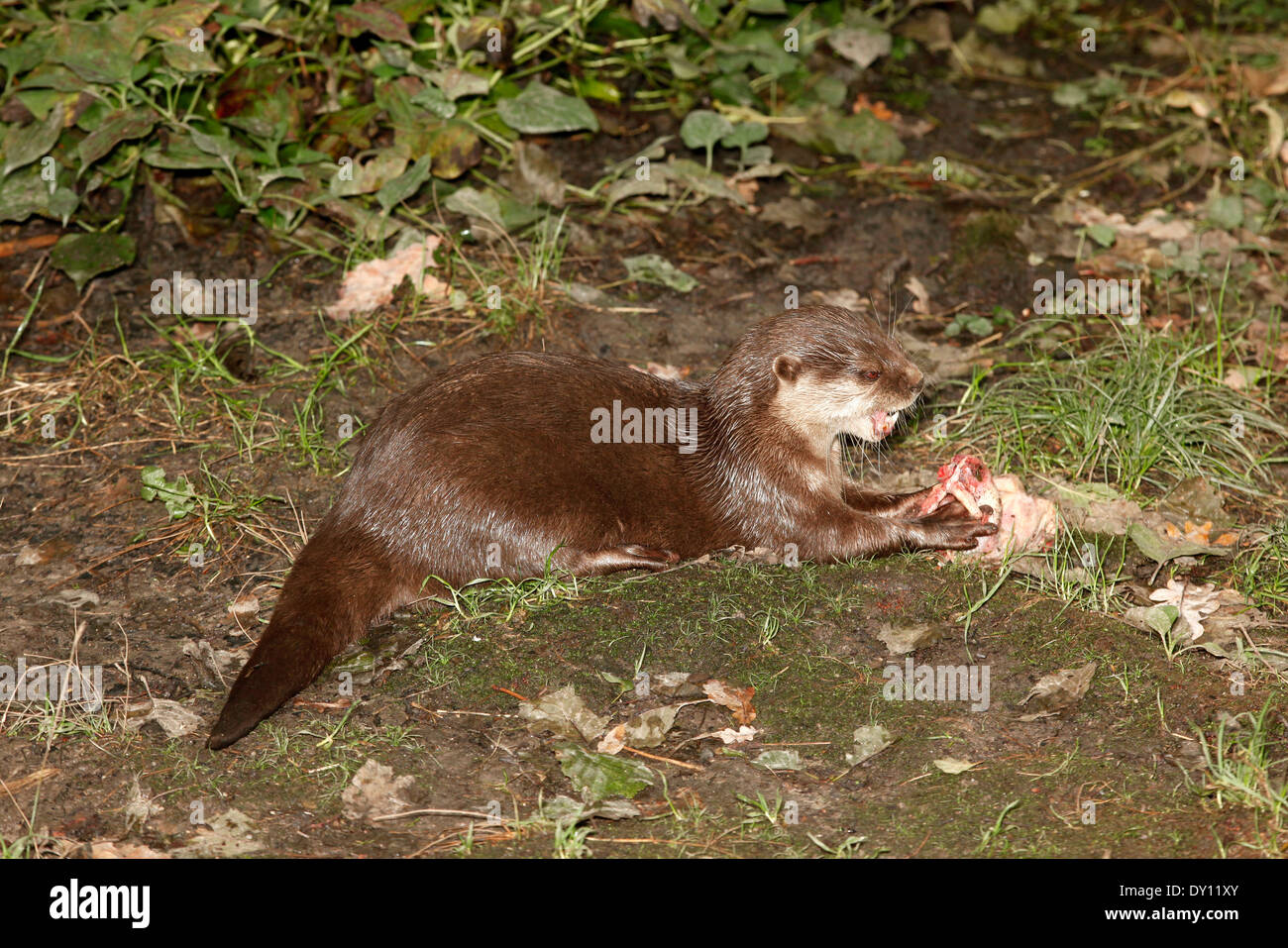 Oriental Small-clowed Otter (Aonyx cinerea) eating prey Stock Photo - Alamy