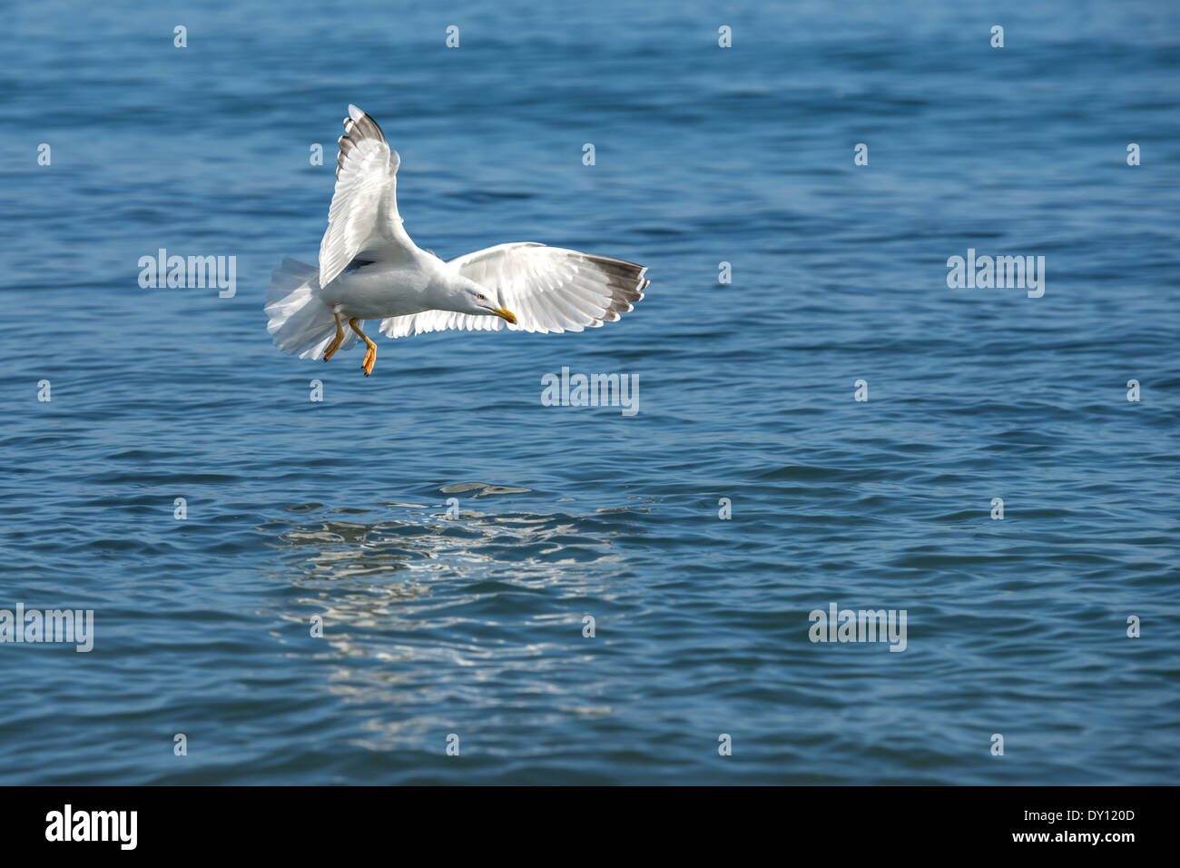 Blue ocean seagull hi-res stock photography and images - Alamy