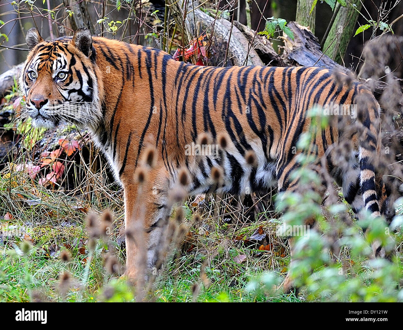 Panthera tigris suma hi-res stock photography and images - Alamy