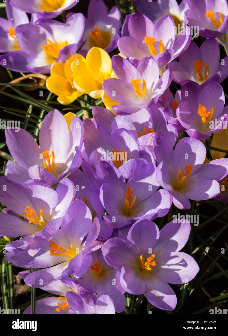 Crocus Flowers in Full Spring Bloom in a Cheshire Garden Alsager ...