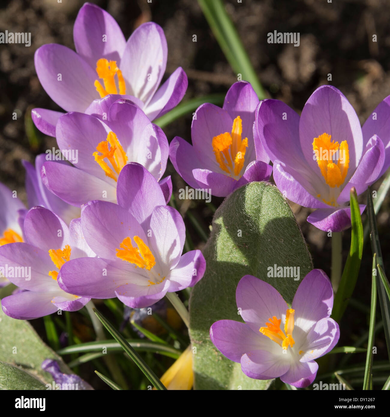 Corms hi-res stock photography and images - Alamy