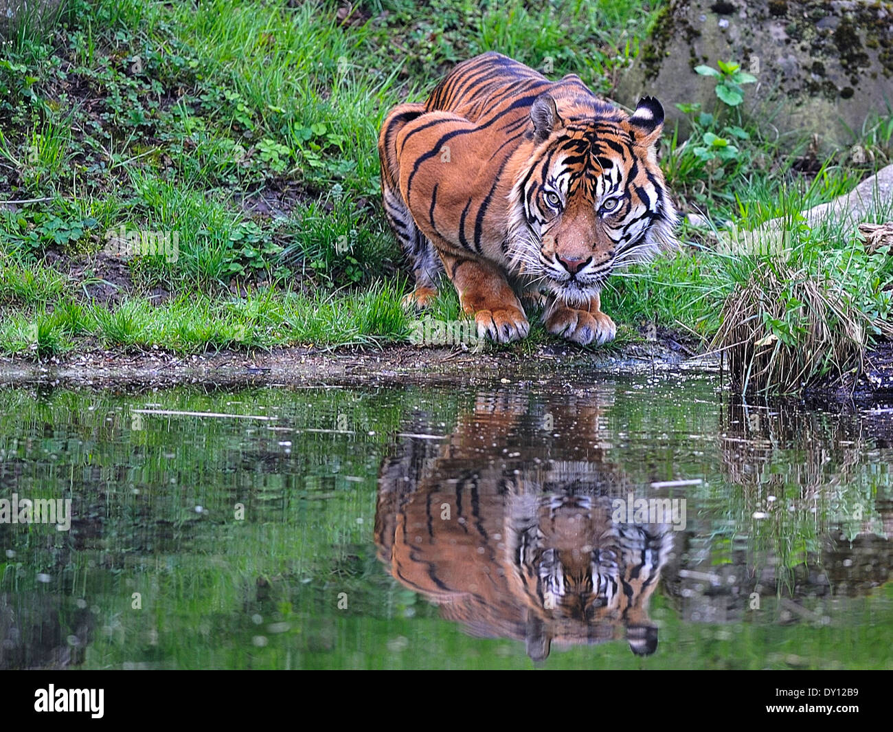 The Sumatran tiger (Panthera tigris sumatrae) Sumatra-Tiger, drinking ...