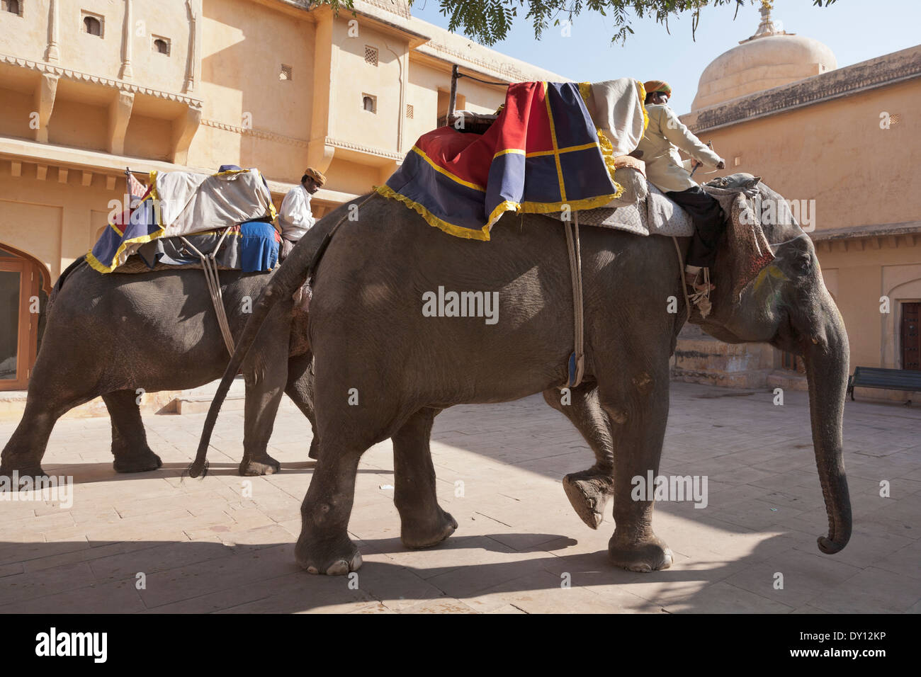 Indian elephant rides hi-res stock photography and images - Alamy