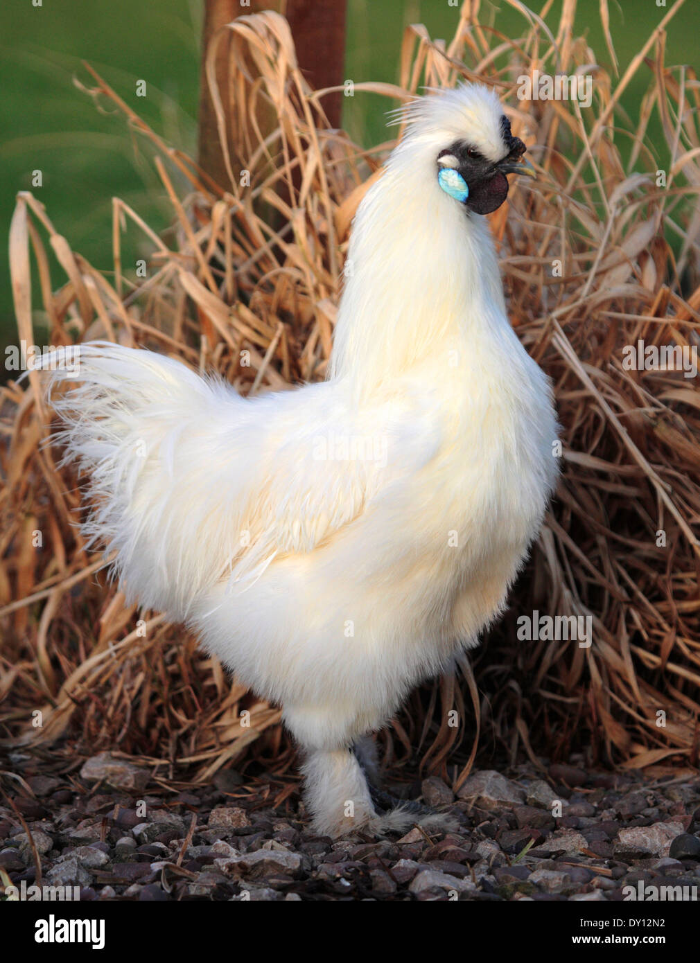 white silkie bantam cockerel Stock Photo - Alamy