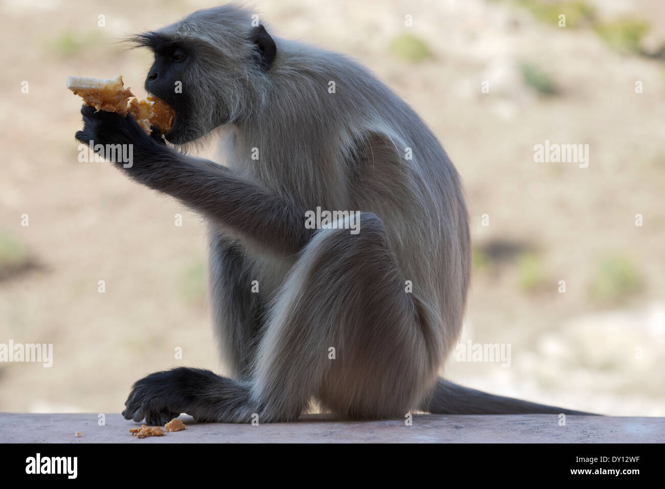 Monkey eating table hi-res stock photography and images - Alamy