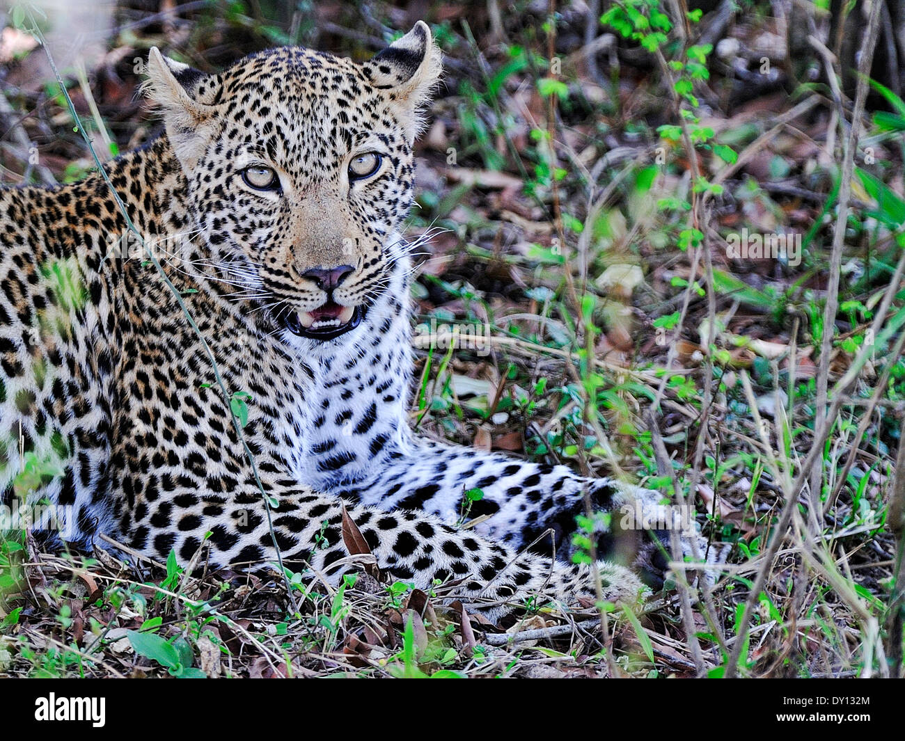 Der leopard hi-res stock photography and images - Alamy