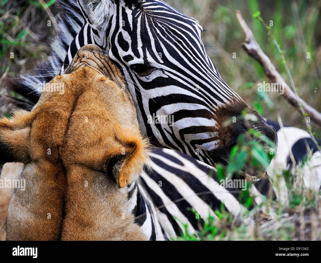 Male Zebra Kills Foal at Stanley Musso blog