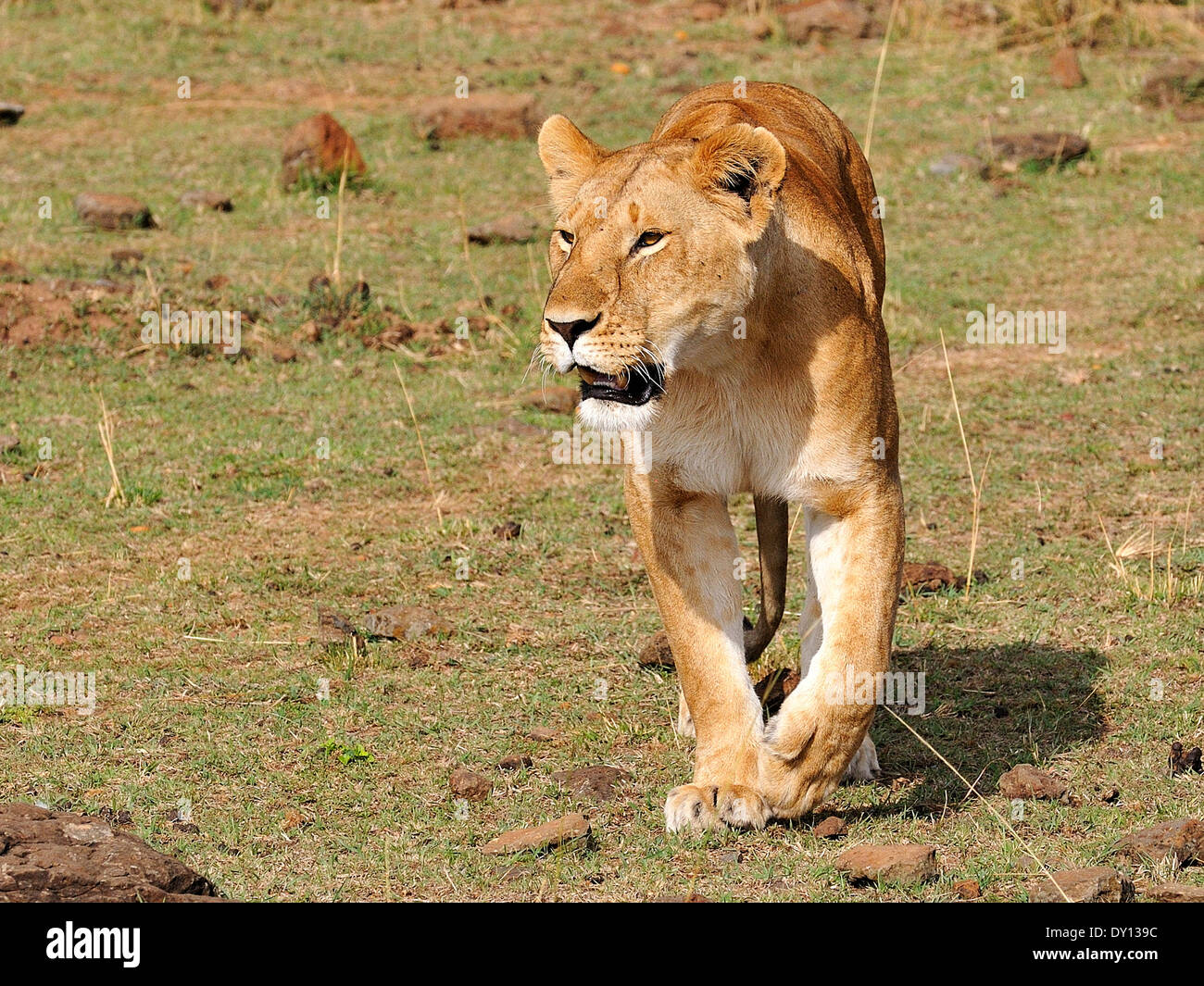 Female asian lion panthera leo hi-res stock photography and images - Alamy