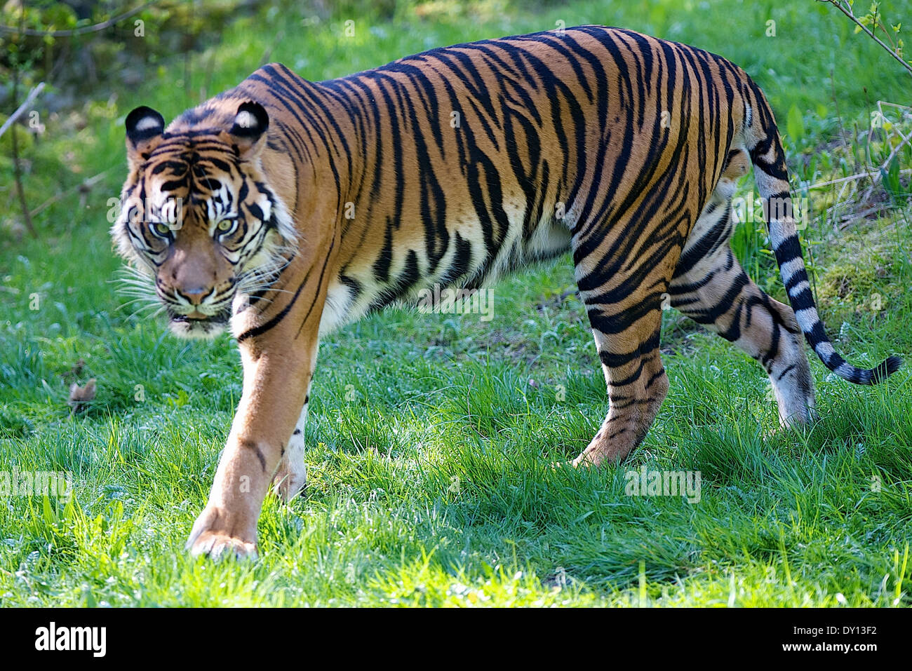Panthera tigris suma hi-res stock photography and images - Alamy