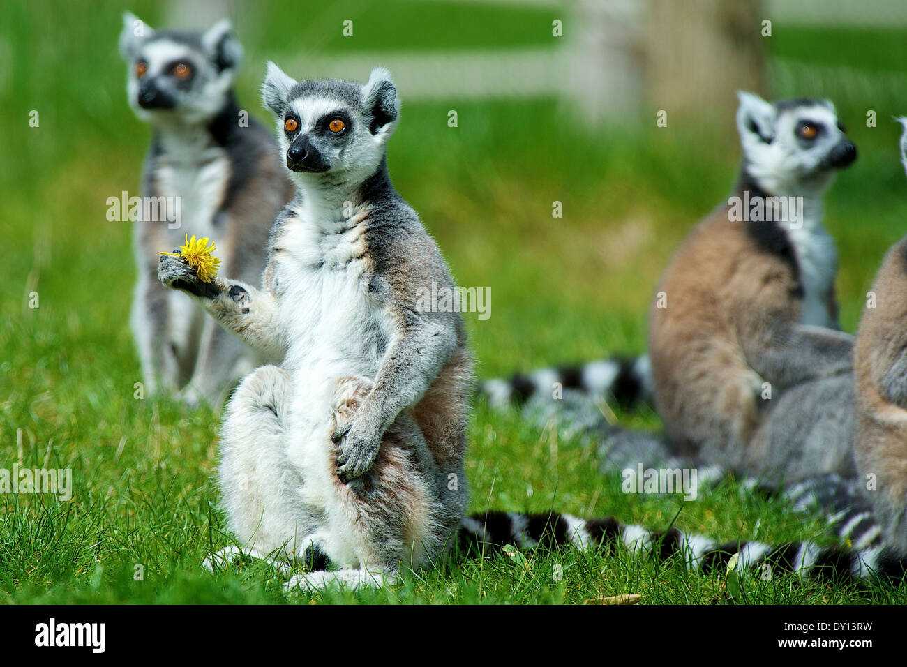 Der Katta (Lemur catta) Affen Der Katta (Lemurcatta) Gruppe Lemuren ...