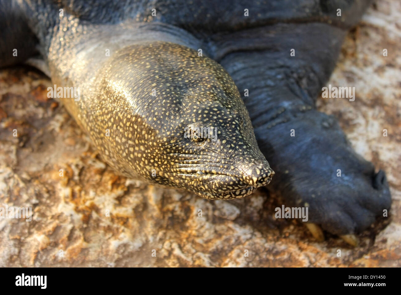 Nile Softshell Turtle Stock Photo - Alamy