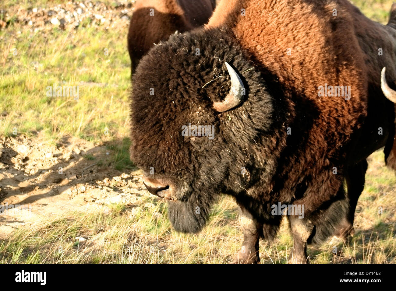 American Bison in Canada Stock Photo - Alamy
