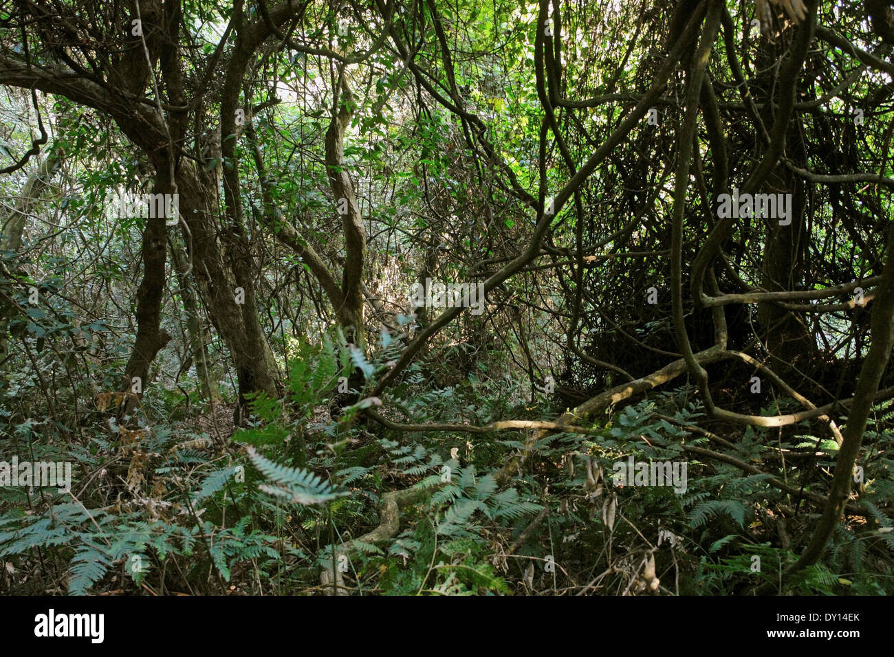 rain forest vegetation in the Bwindi Impenetrable National Park in ...