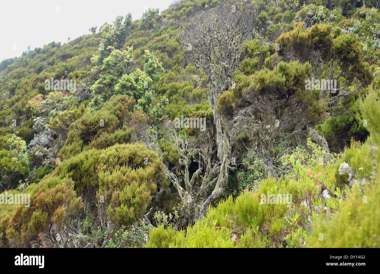 sunny illuminated shrubby vegetation around Mount Muhabura in Uganda ...