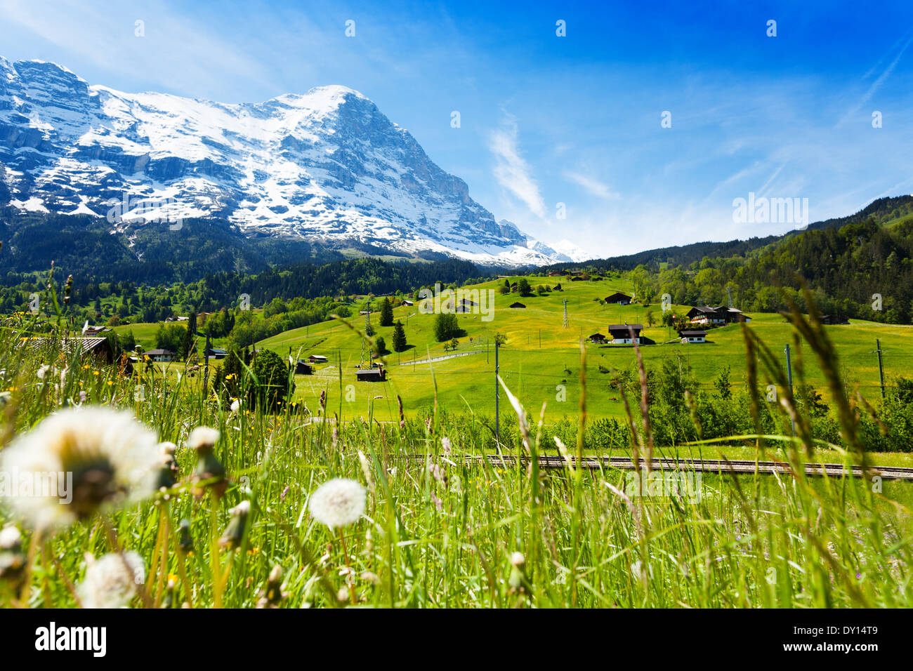Blooming flowers with beautiful Swiss landscape Stock Photo - Alamy