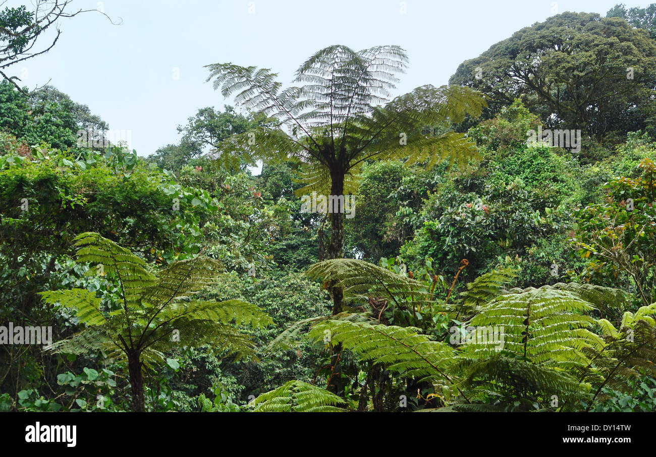 Rainforest forest jungle hi-res stock photography and images - Alamy