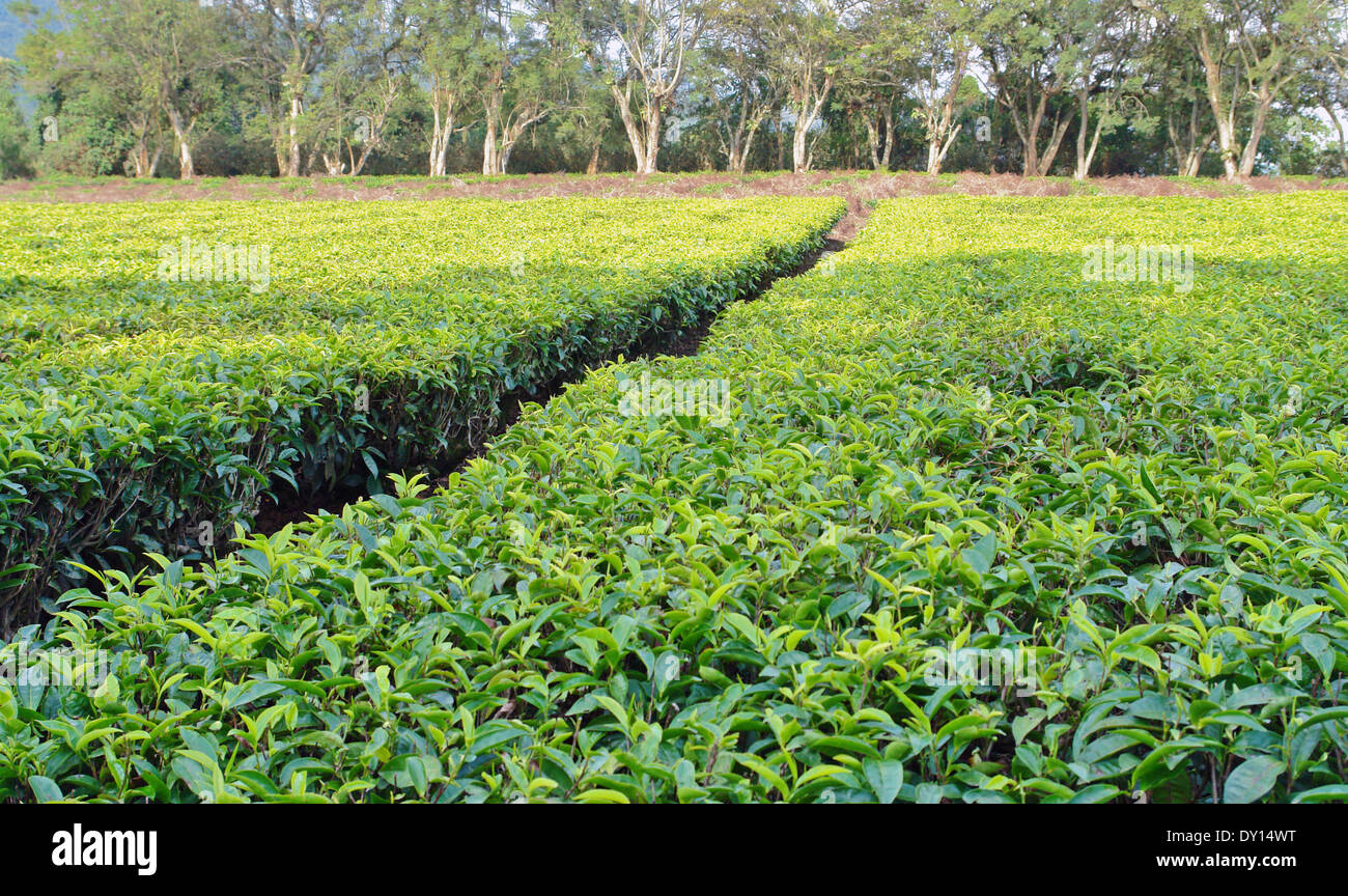 sunny illuminated tea plantation in Uganda (Africa Stock Photo - Alamy