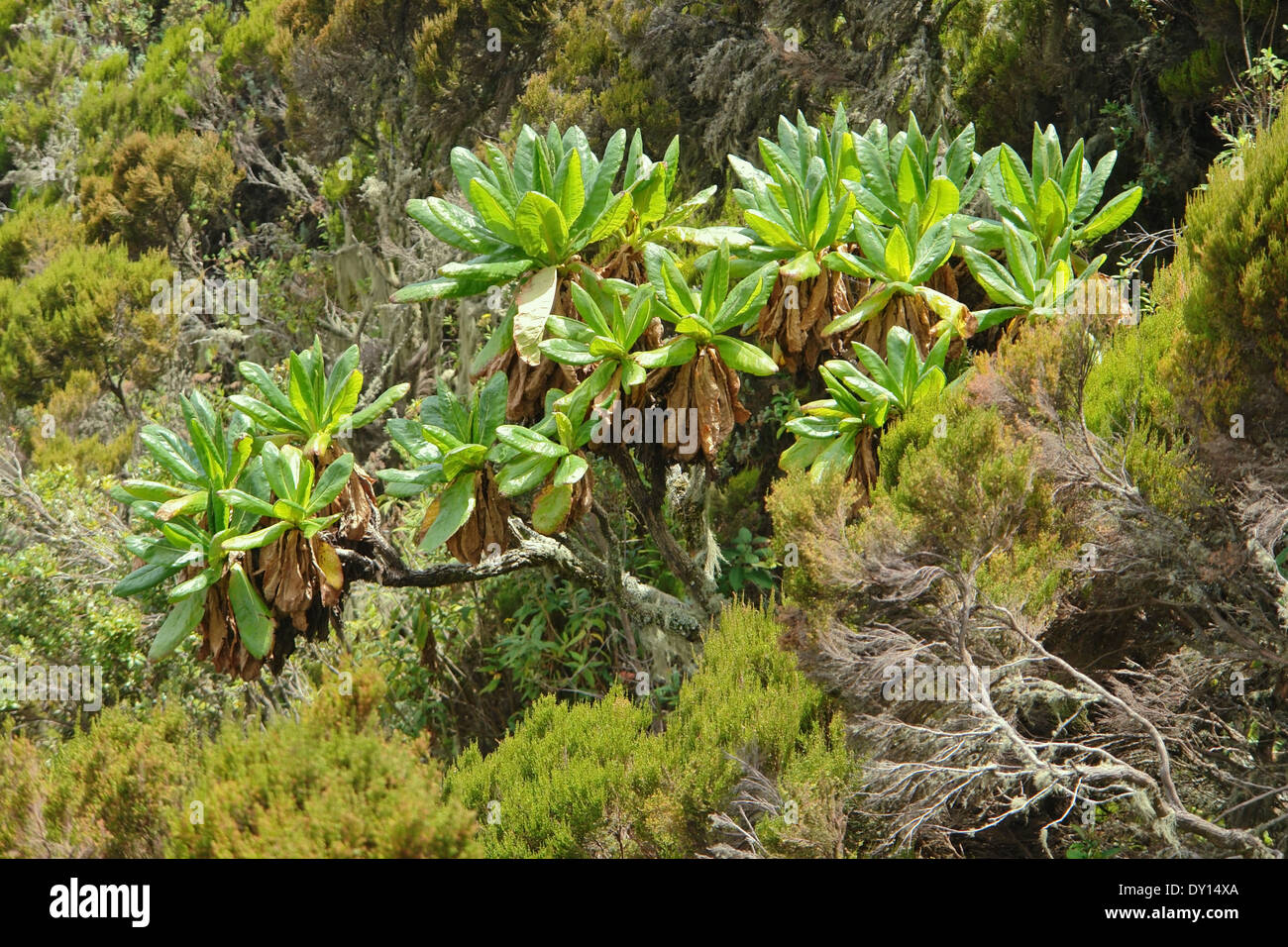 sunny scenery with shrubby vegetation around Mount Muhabura in Uganda ...