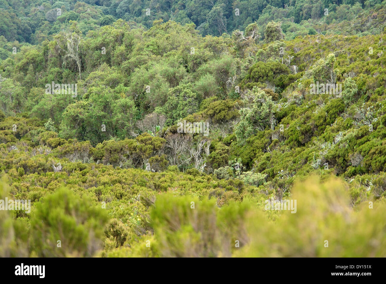 dense and shrubby vegetation around Mount Muhabura in Uganda (Africa ...