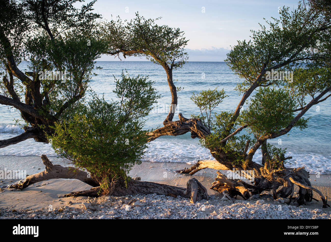Tree on the beach in Gili island, Indonesia Stock Photo - Alamy