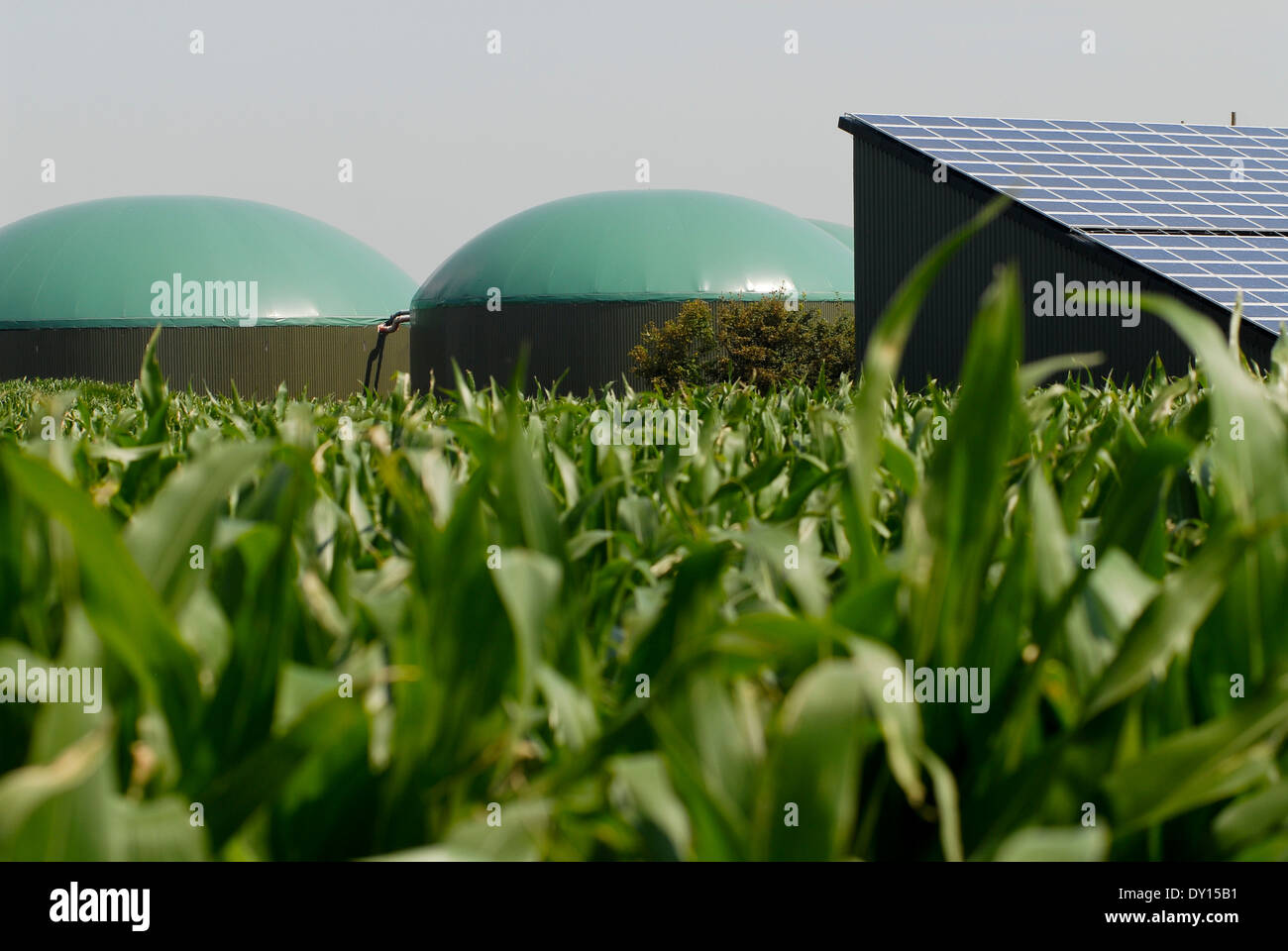 GERMANY agricultural farm Biogas plant and maize field which is used as ...
