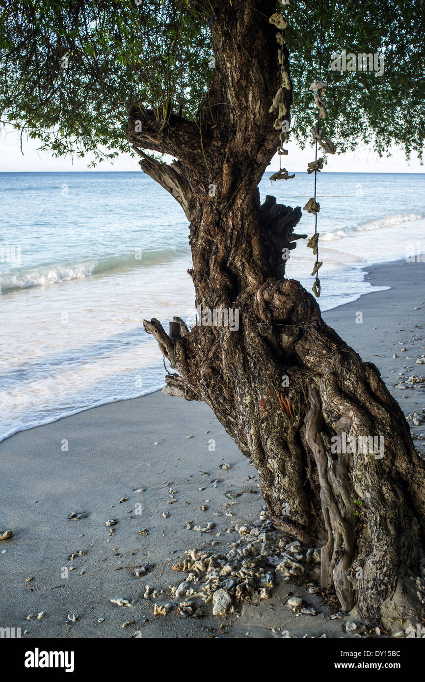 Tree on the beach in Gili island, Indonesia Stock Photo - Alamy