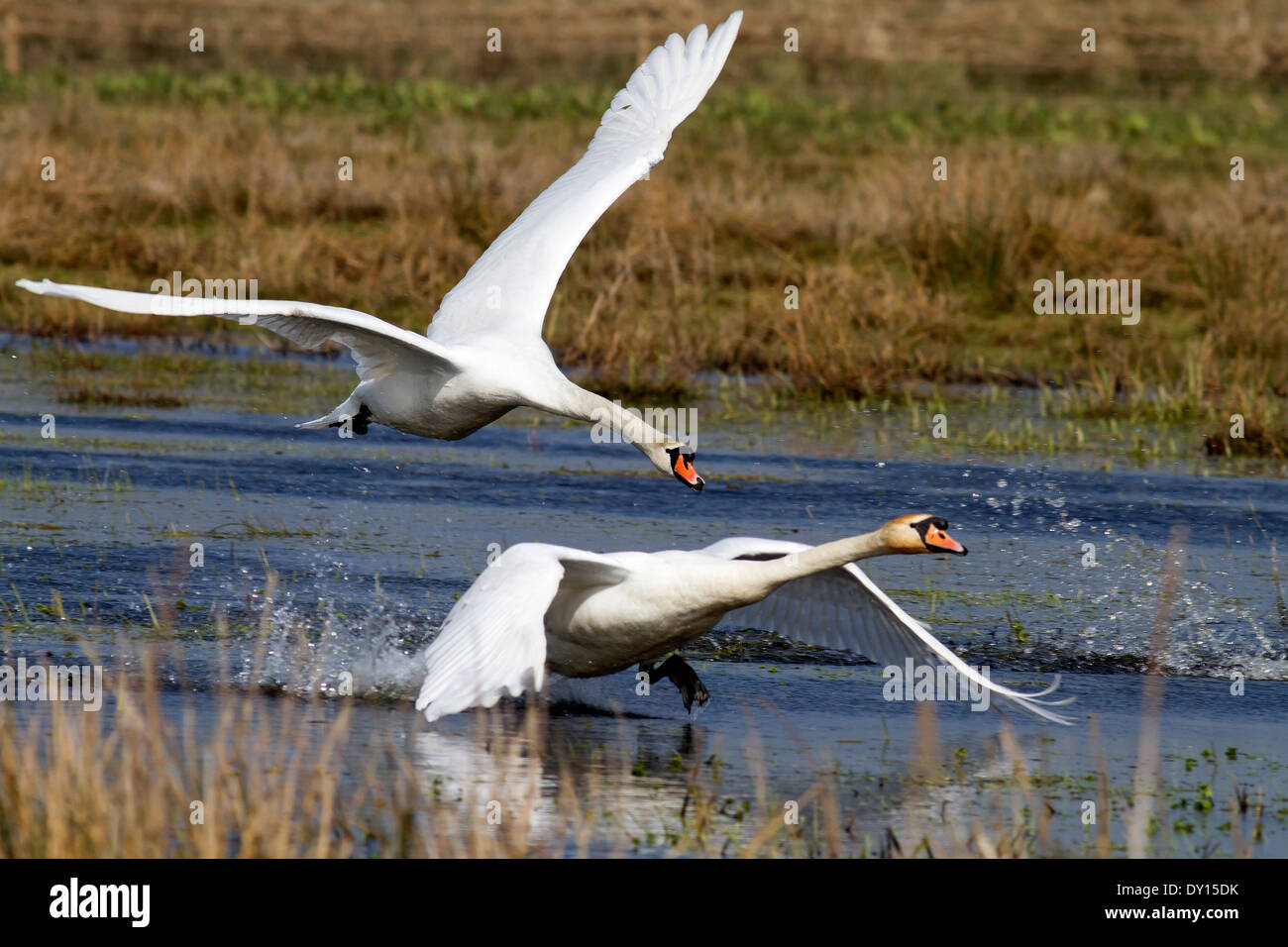Mating Swan High Resolution Stock Photography and Images - Alamy